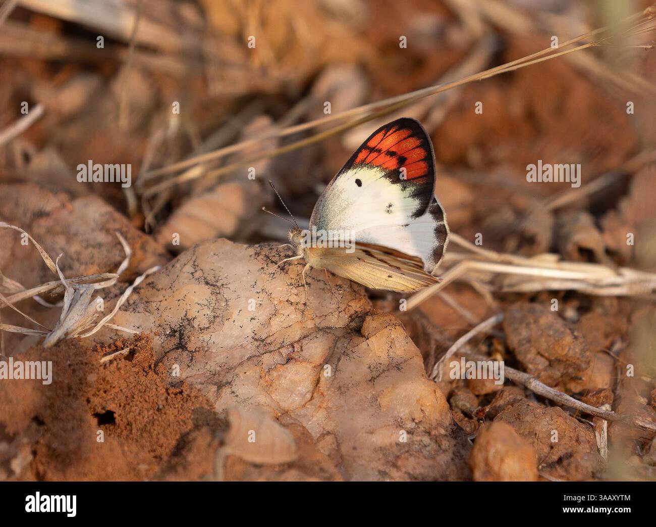 Colotis hi-res stock photography and images - Alamy