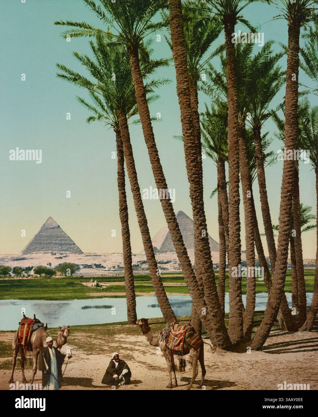 Photochrom print of palm trees, bedouins and pyramids, Cairo, Egypt ...