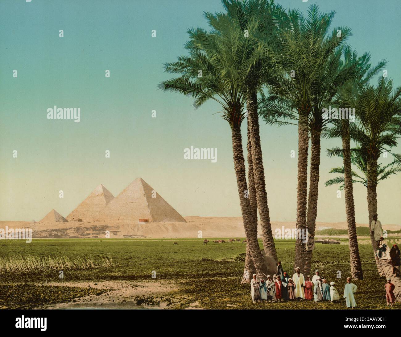 Photochrom print of palm trees and pyramids in Cairo, Egypt Stock Photo ...