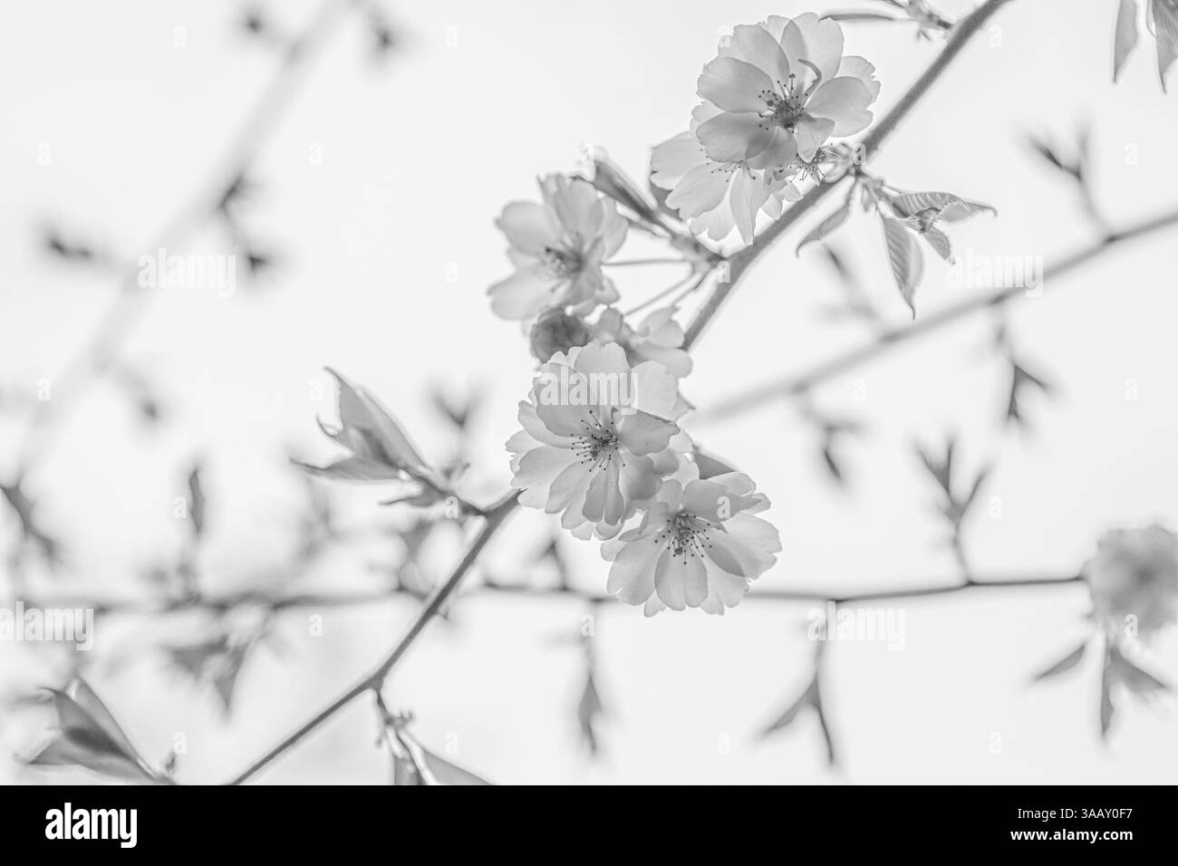 Pink cherry blossoms in soft style for the background. Sakura bloom in ...