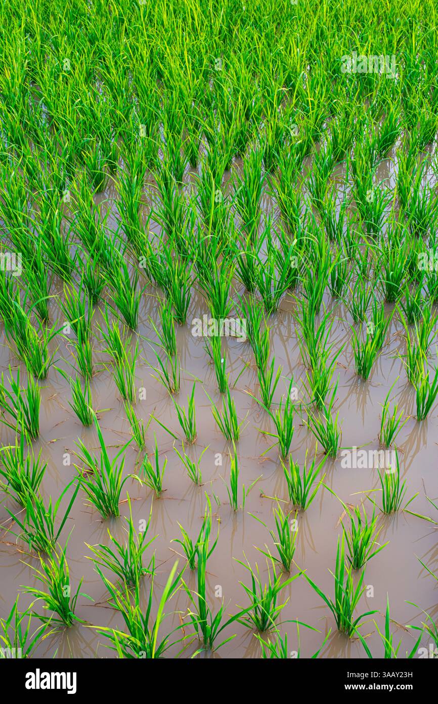 Laos, Champasak province, rice fields in the surroundings of Champassak ...