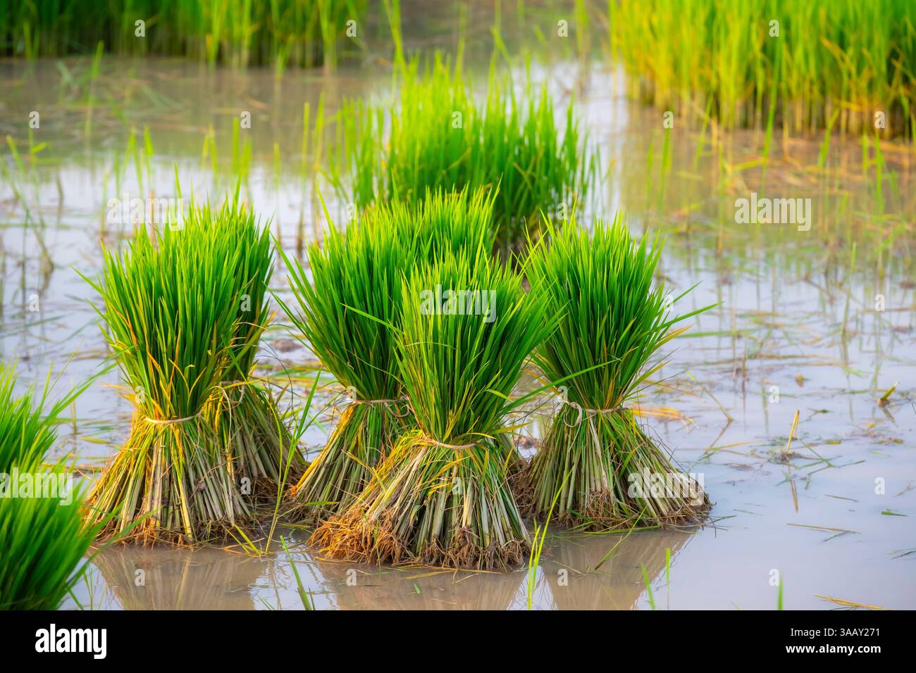 Laos, Champasak province, rice fields in the surroundings of Champassak ...