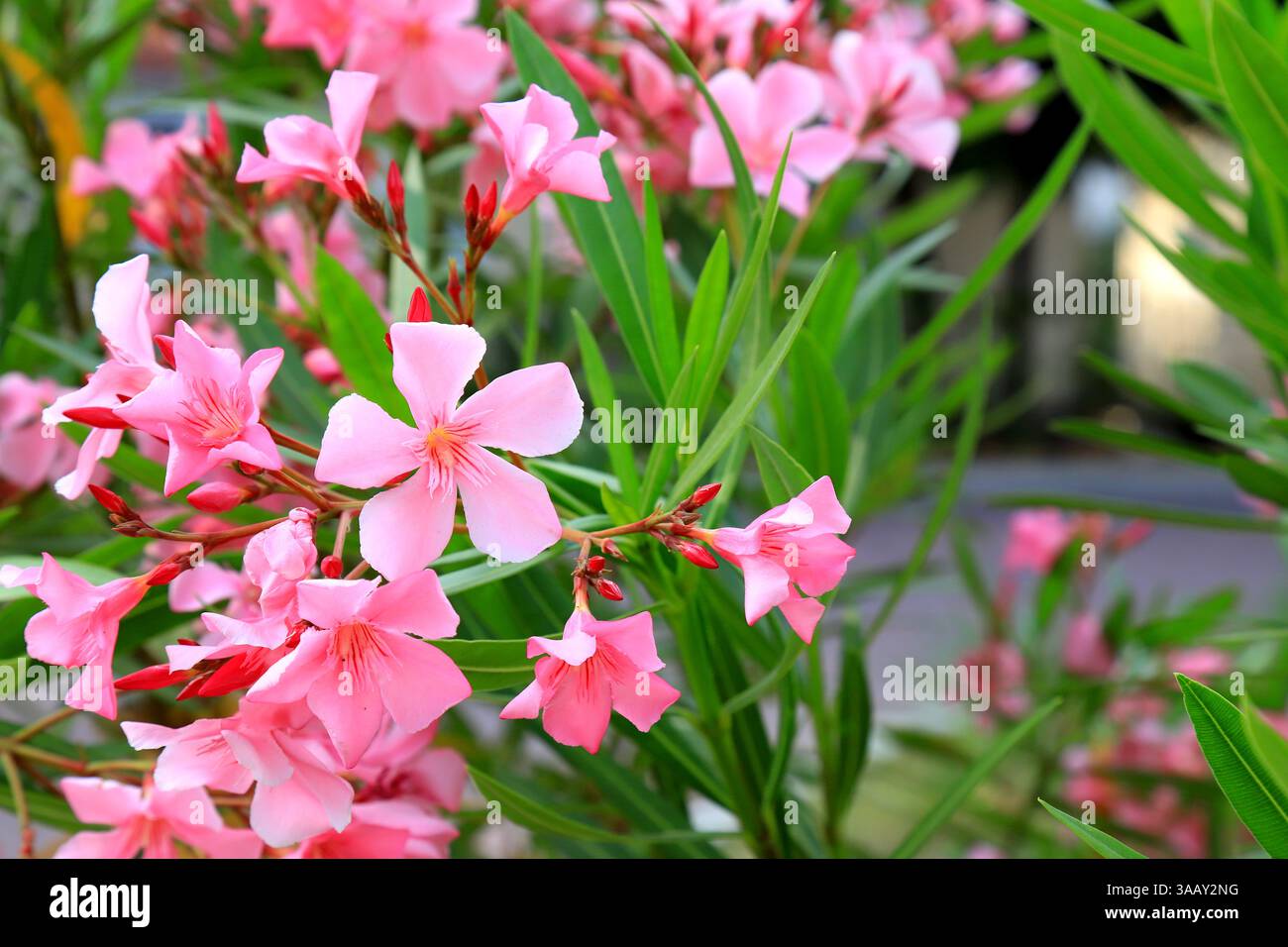 Pink oleander flowers, Nerium oleander, bloomed in spring. Bush, small ...