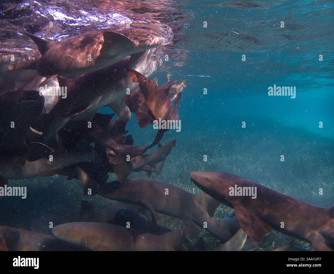 Nurse Sharks of Caye Caulker, Belize Stock Photo - Alamy
