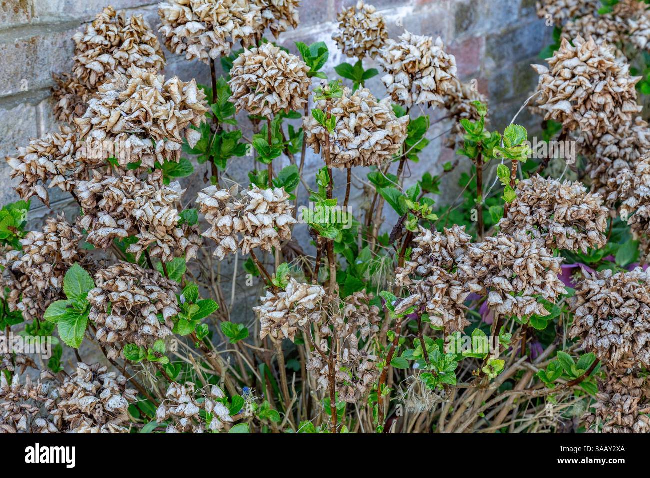 Hydrangea dead flowers and new leaves hi-res stock photography and ...