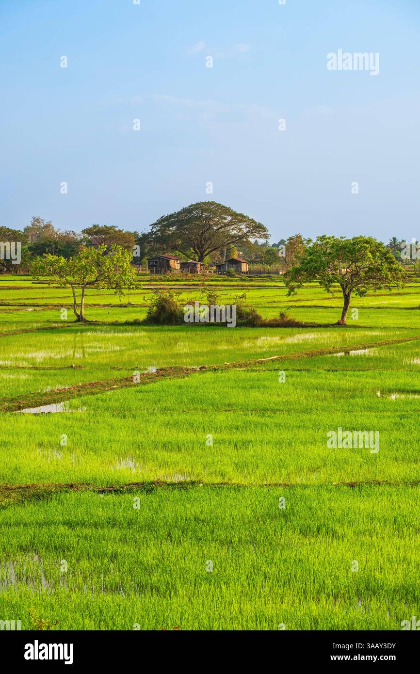 Laos, Champasak province, rice fields in the surroundings of Champassak ...