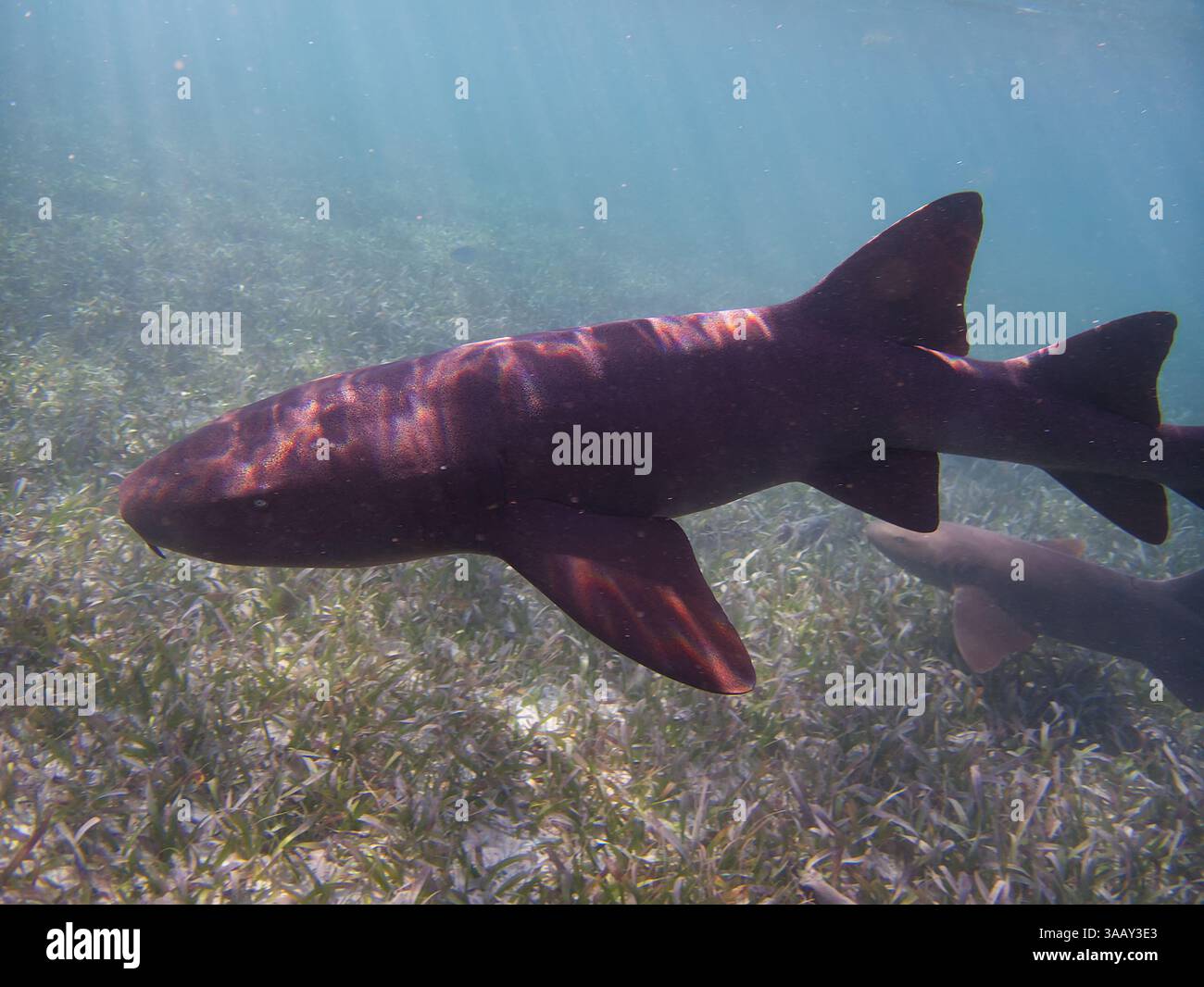 Nurse Sharks of Caye Caulker, Belize Stock Photo - Alamy