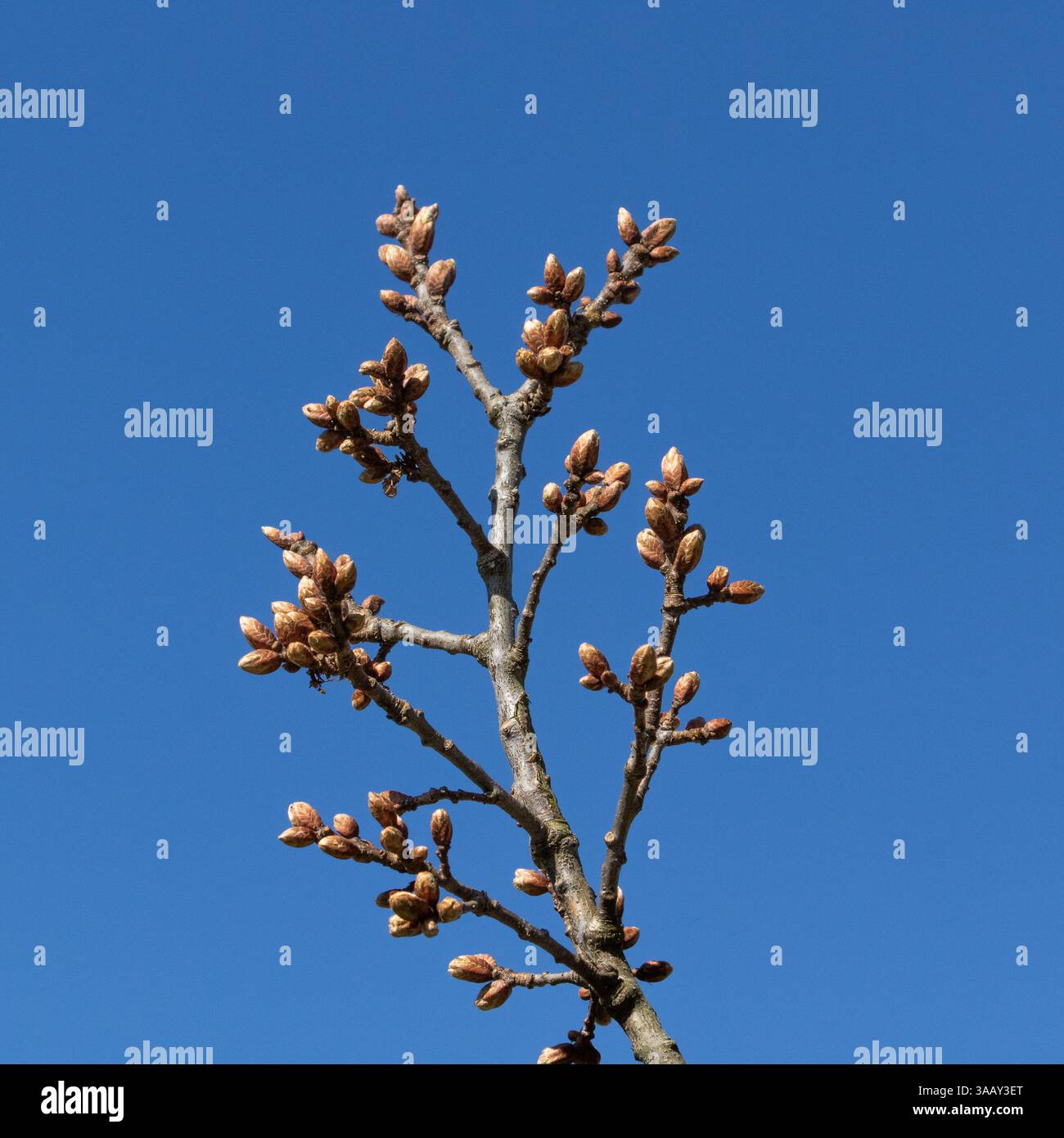 Ancient oak tree (Quercus robur) leaf buds in spring. These new shoots ...