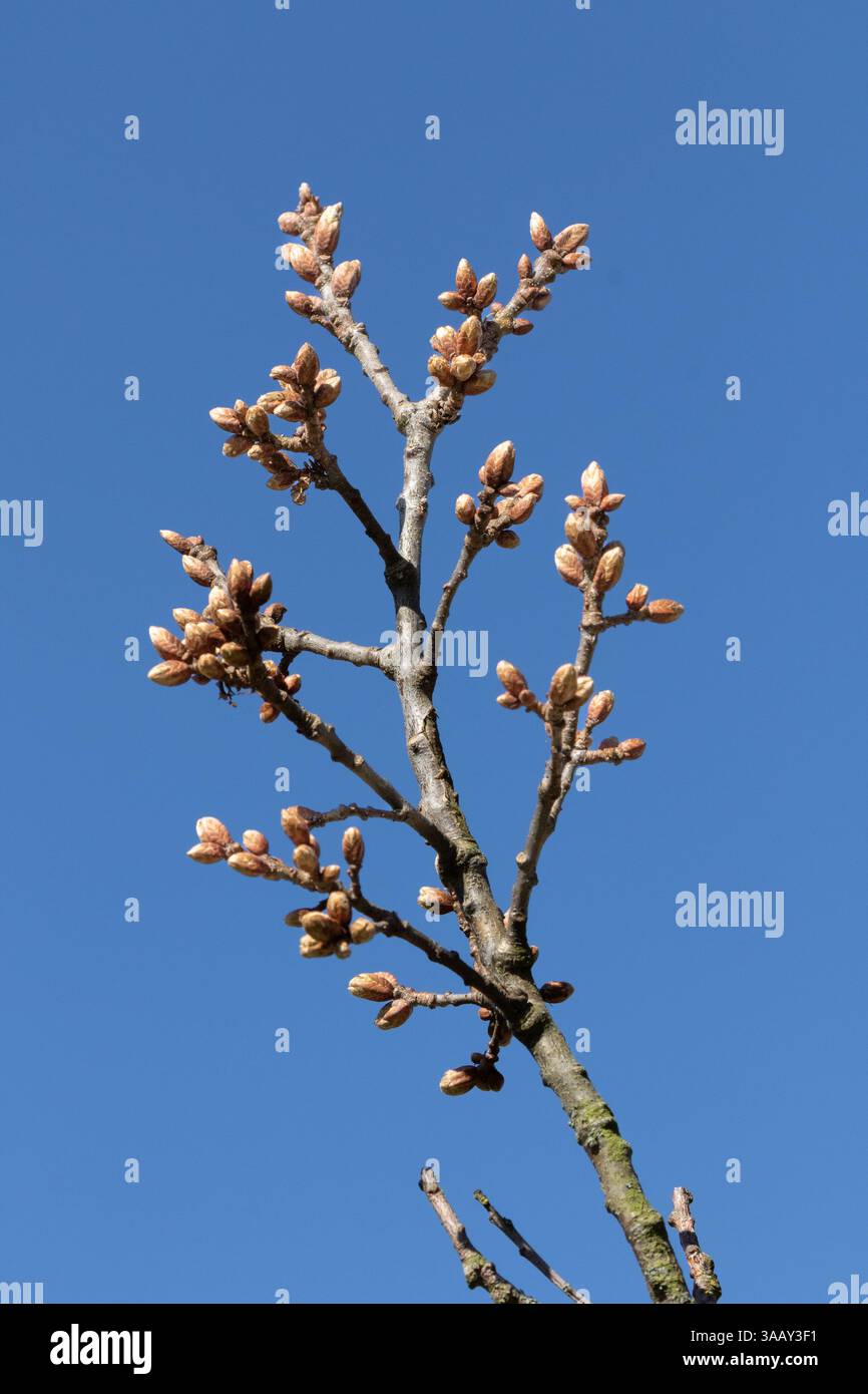 Ancient oak tree (Quercus robur) leaf buds in spring. These new shoots ...