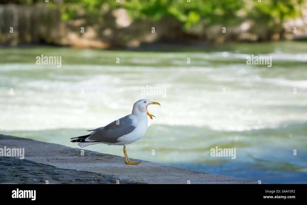 Wildlife behavior captured as a seagull vocalizes near the river in ...