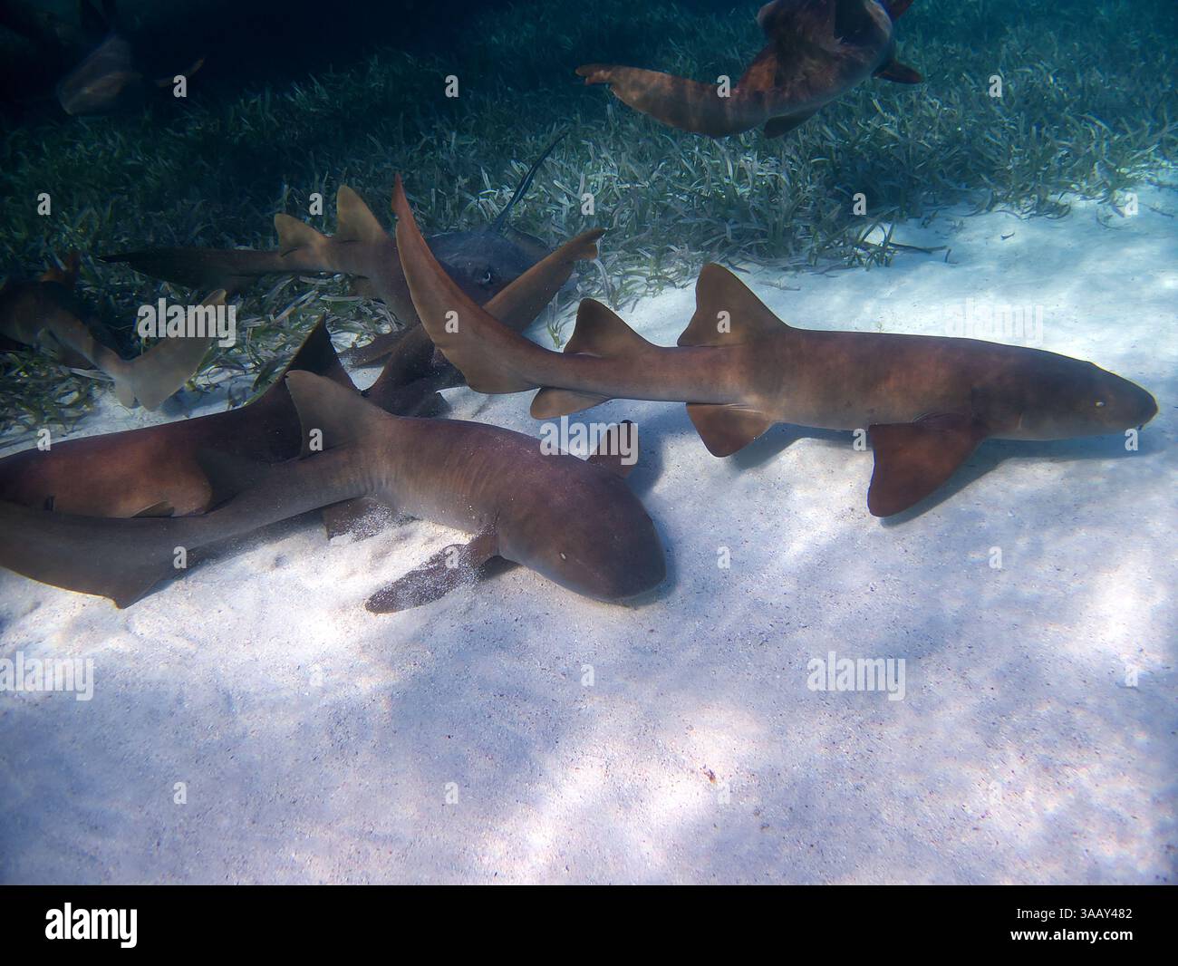 Nurse Sharks of Caye Caulker, Belize Stock Photo - Alamy
