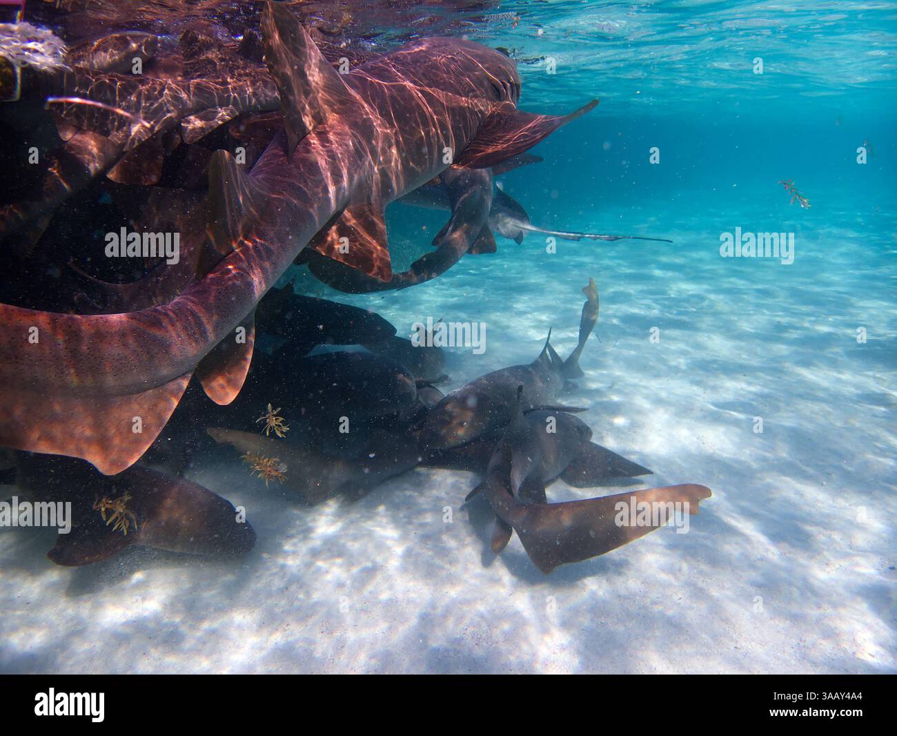 Nurse Sharks of Caye Caulker, Belize Stock Photo - Alamy