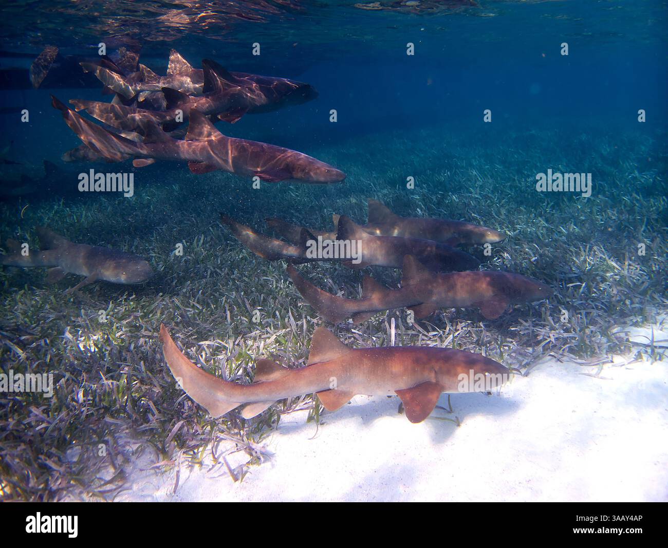 Nurse Sharks of Caye Caulker, Belize Stock Photo - Alamy
