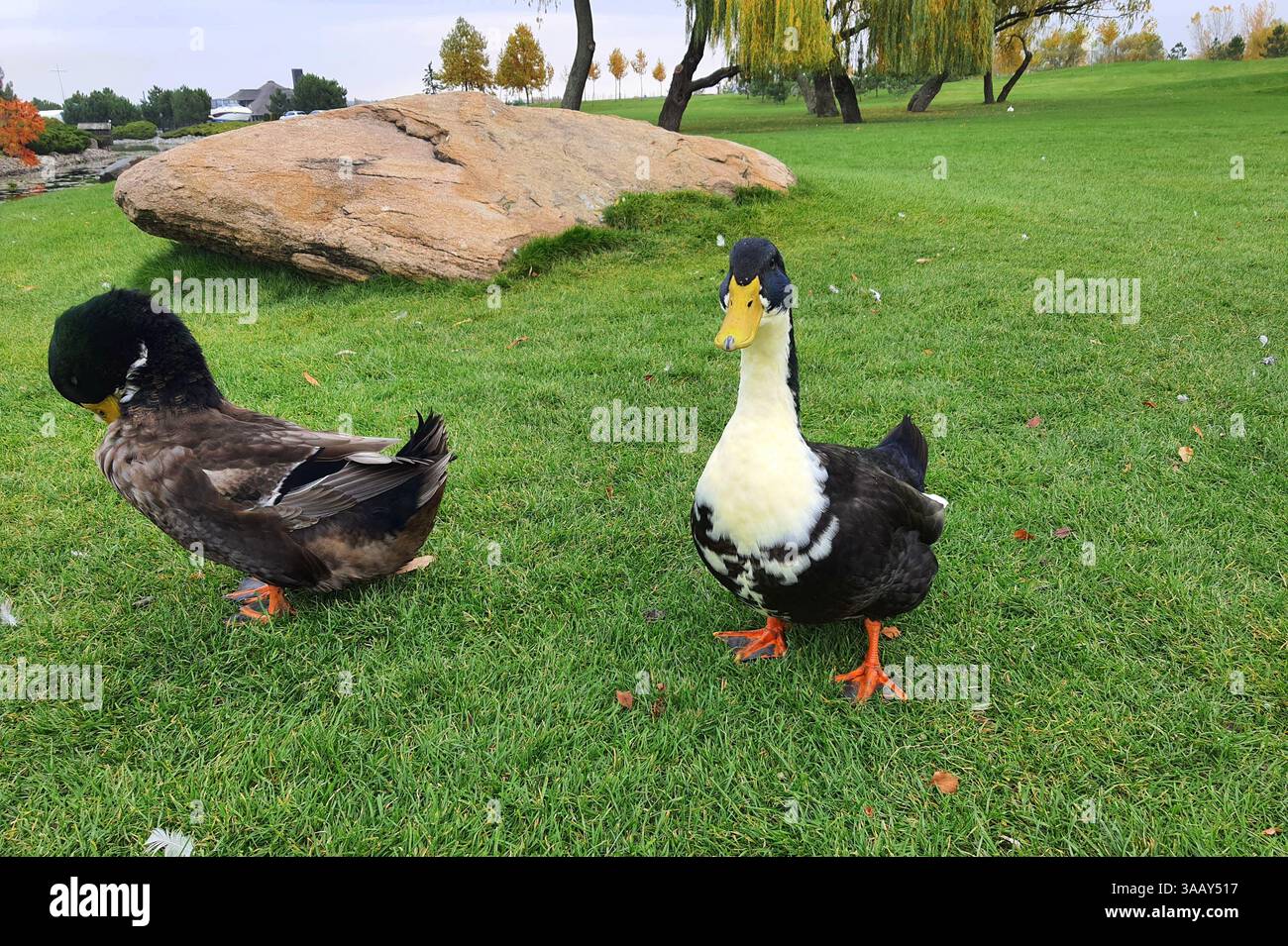 2 Big black and white ducks walk on a green lawn. Drake, poultry on a ...