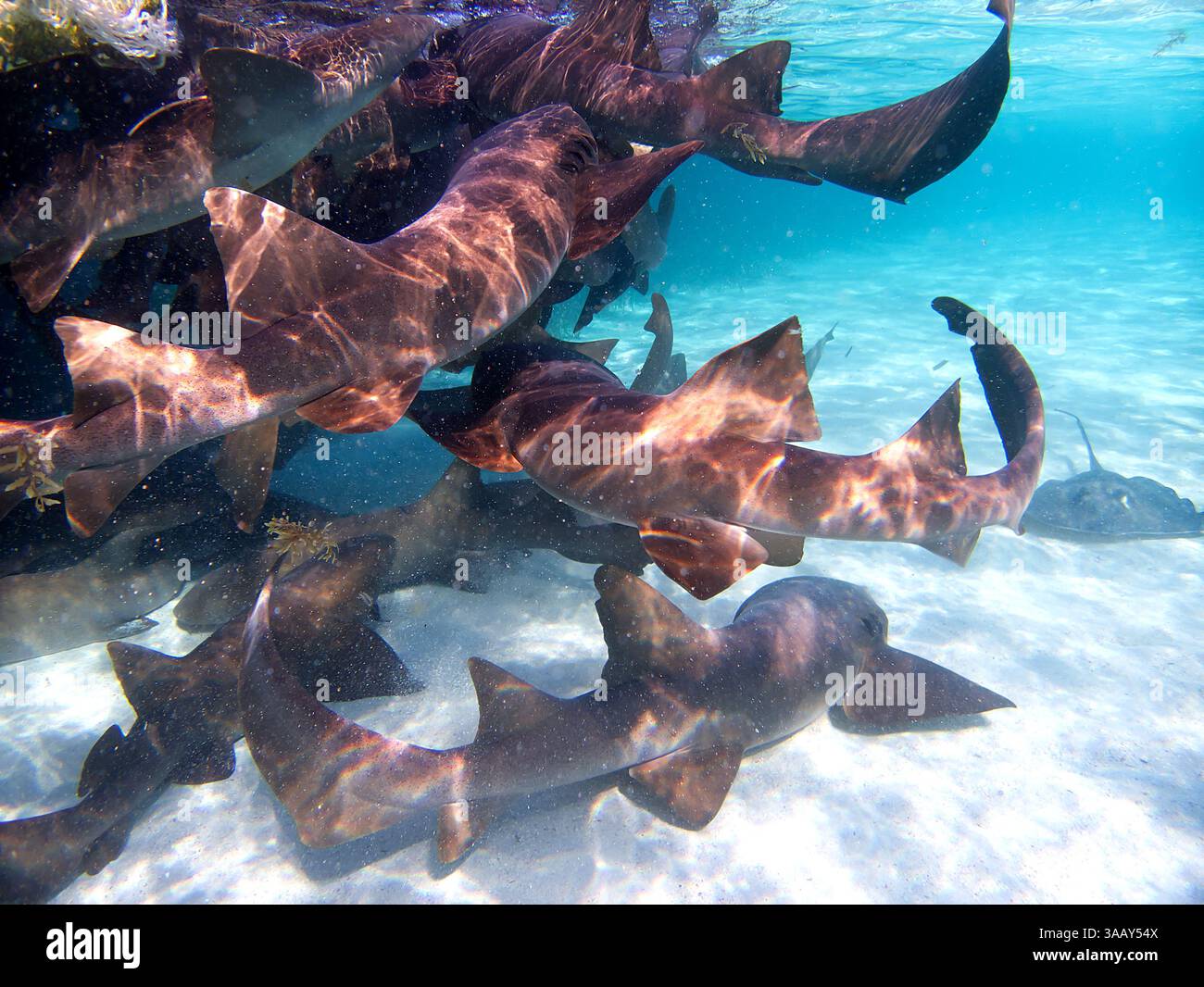 Nurse Sharks of Caye Caulker, Belize Stock Photo - Alamy