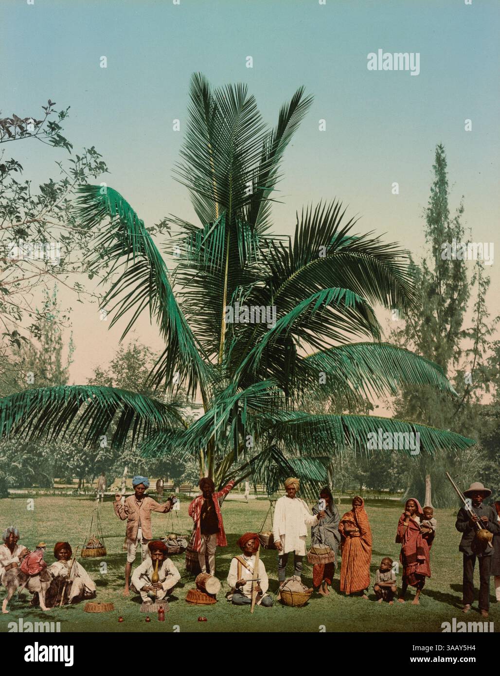 Vintage photochrom print of a palm tree in the Bombay (Mumbai ...