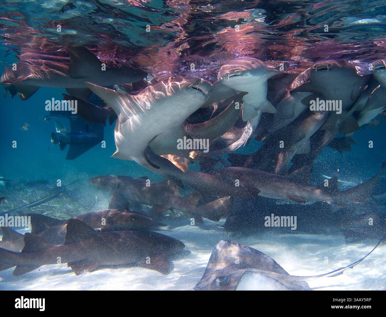 Nurse Sharks of Caye Caulker, Belize Stock Photo - Alamy
