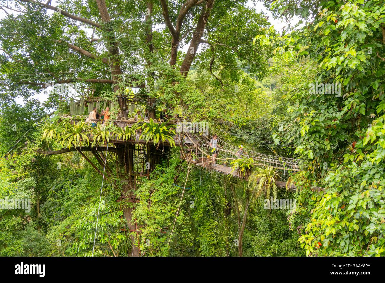 Thailand, Surat Thani province, Koh Samui island, Treebridge Zipline ...