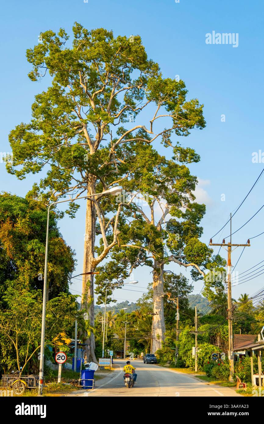 Thailand, Surat Thani province, Koh Pha Ngan island, remarkable tree ...