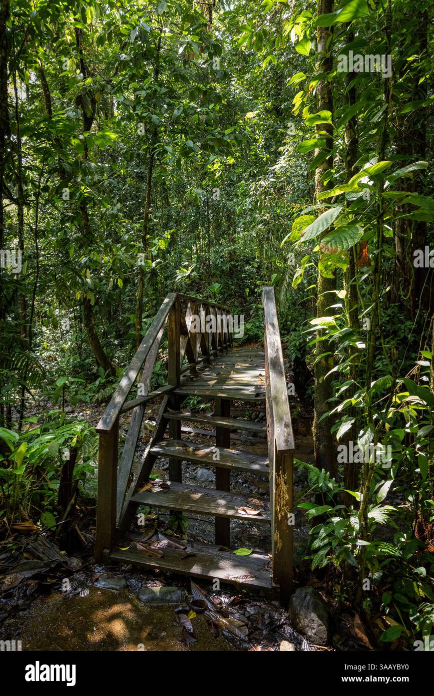 Colombia, Chocó Department, Nuqui, tropical rainforest near the village ...
