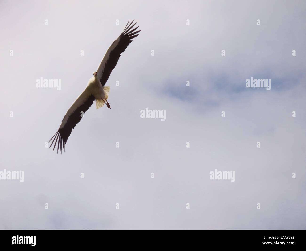 ...Freundadebar nutzt die Thermik und Luftstroemung fuer seine ...