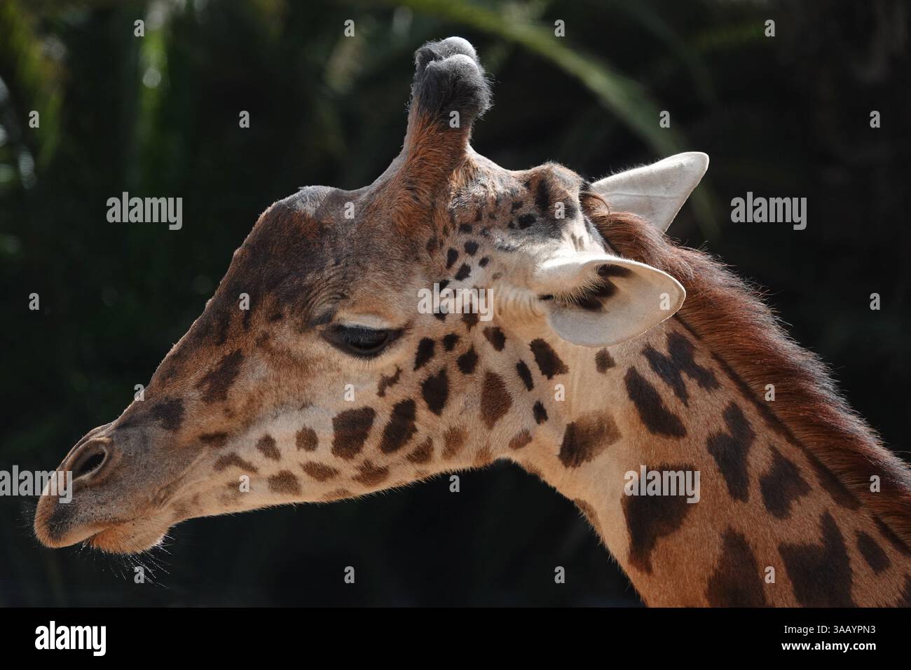 The face of a Masai giraffe is shown up close from a side view during ...