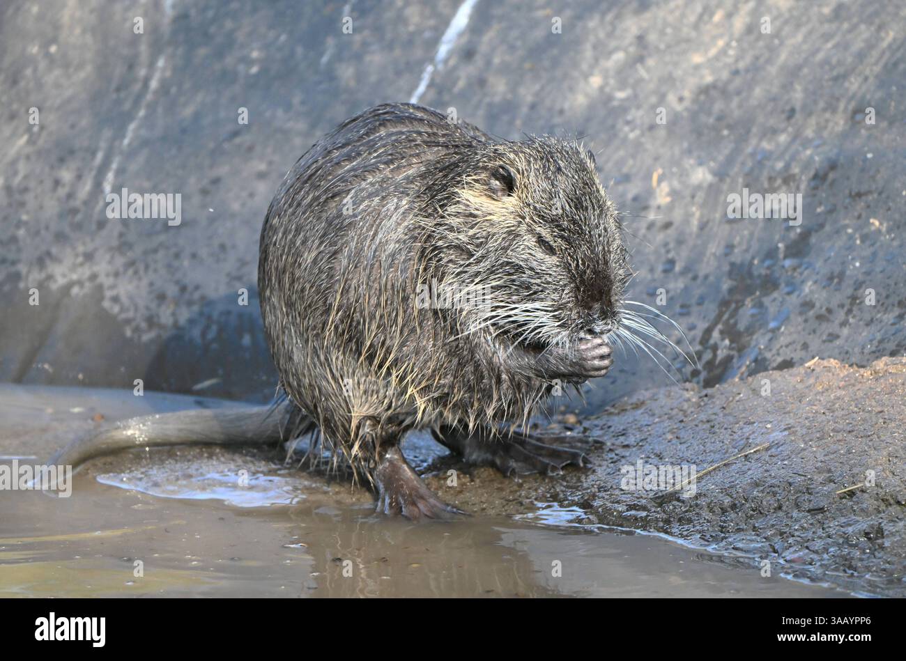 Deutschland - Natur - 2025 Nutria- Myocastor coypus Die Nutria, auch ...