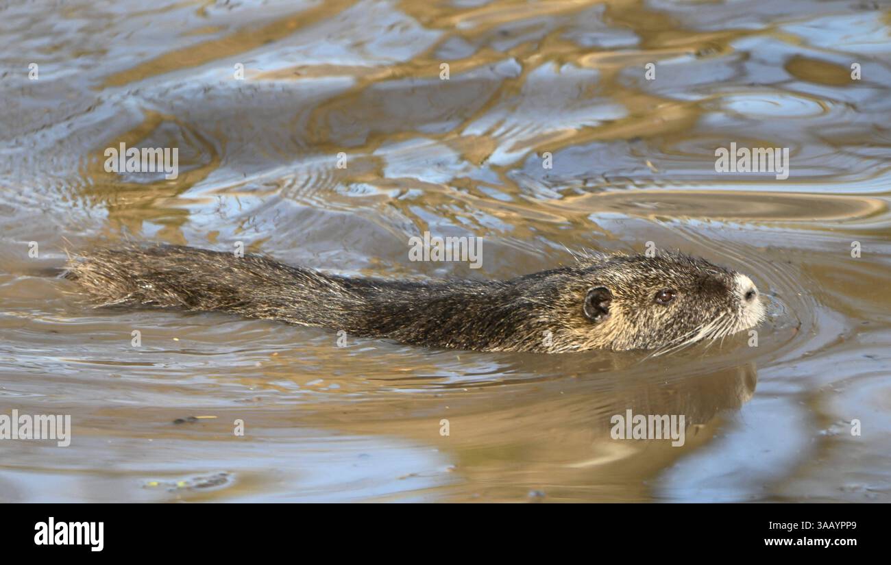 Deutschland - Natur - 2025 Nutria- Myocastor coypus Die Nutria, auch ...