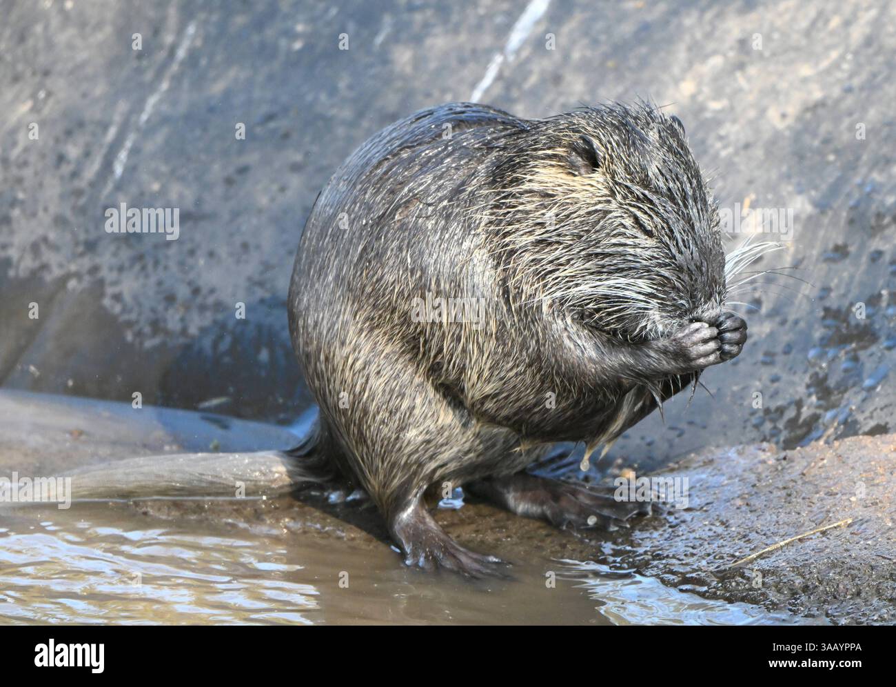 Deutschland - Natur - 2025 Nutria- Myocastor coypus Die Nutria, auch ...