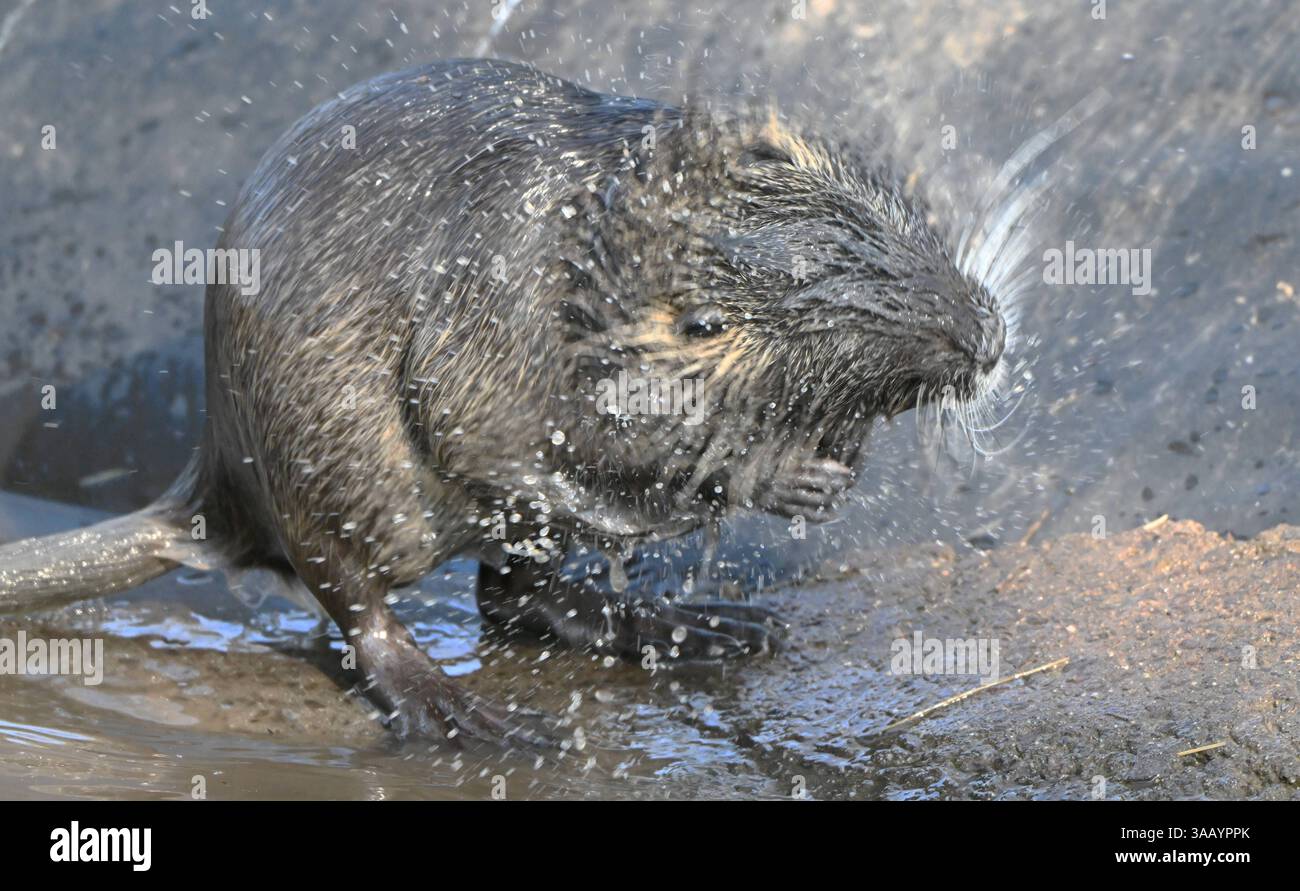 Deutschland - Natur - 2025 Nutria- Myocastor coypus Die Nutria, auch ...