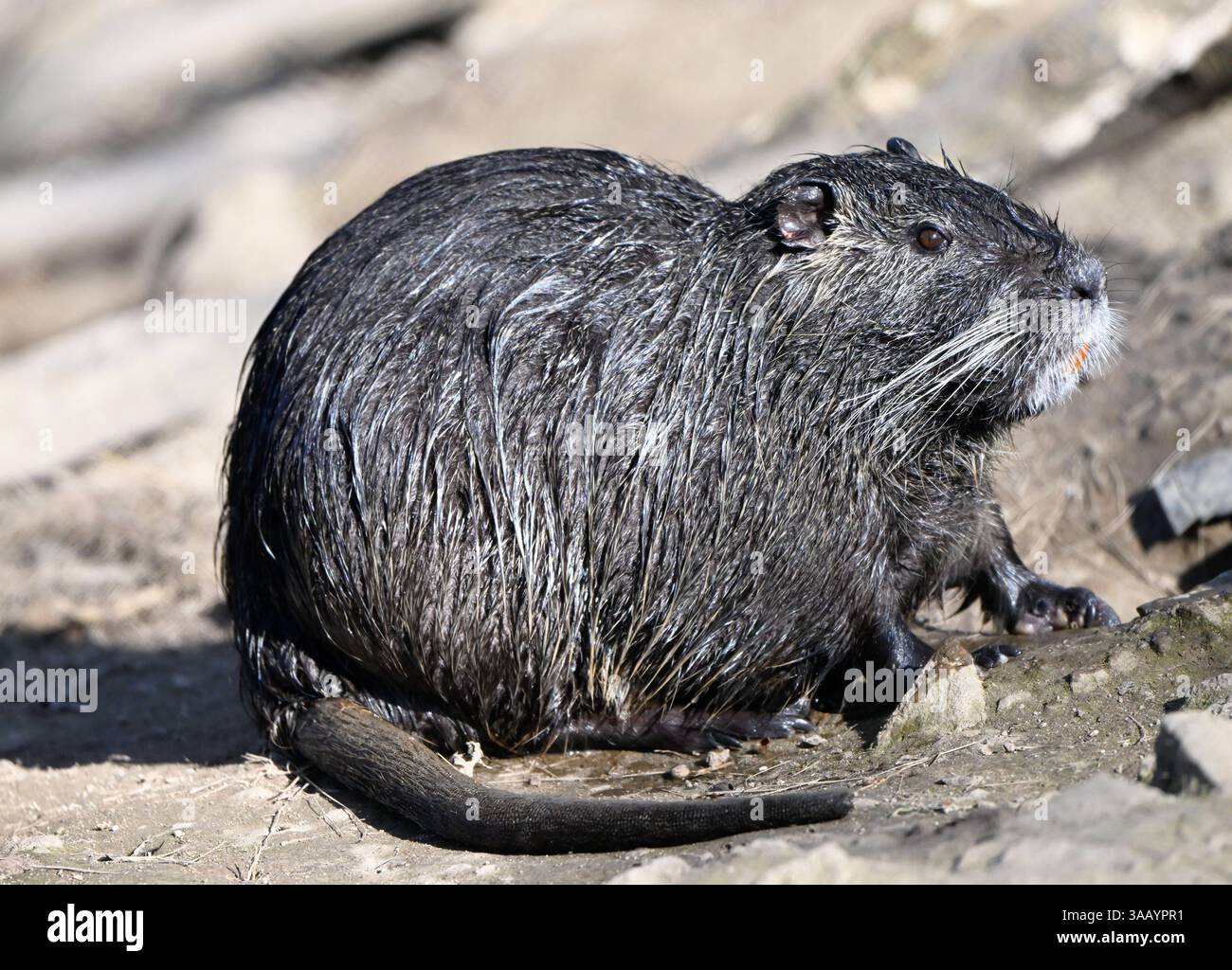Deutschland - Natur - 2025 Nutria- Myocastor coypus Die Nutria, auch ...