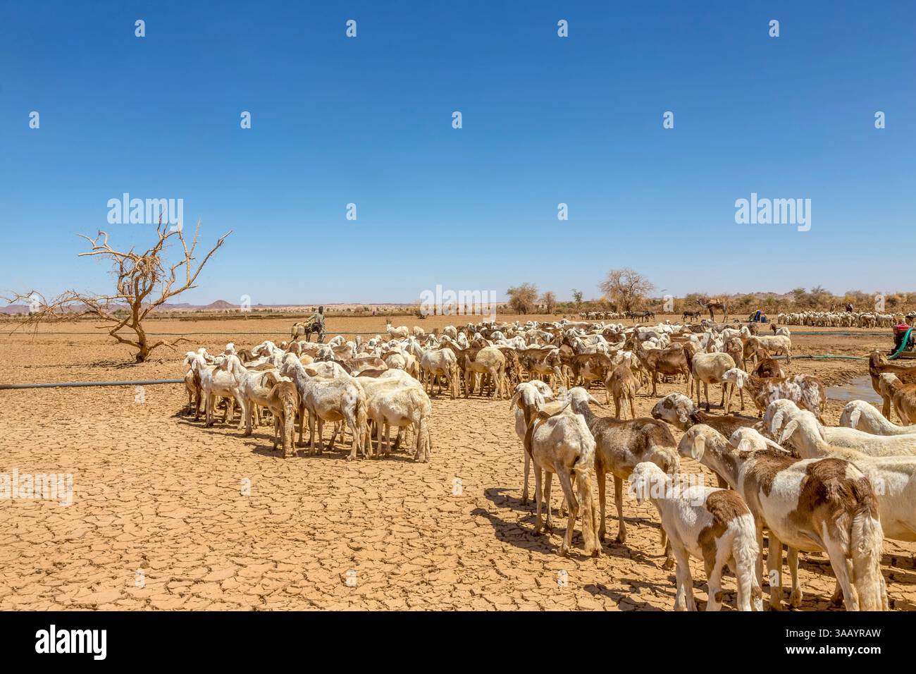 Chad, Ennedi, Wadi Hawar, near Amdjarass, a backwater (pond) created ...