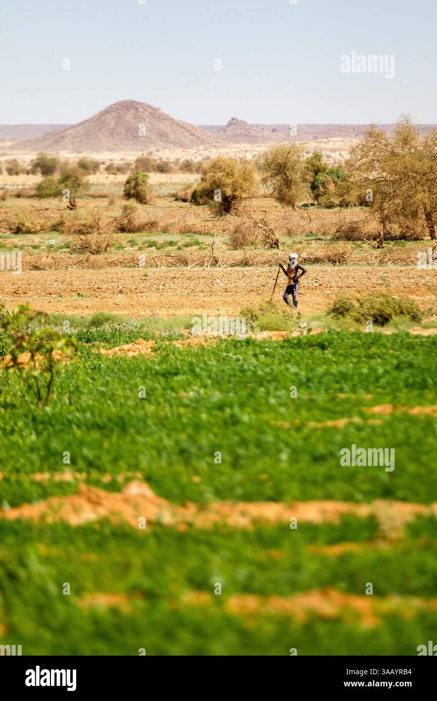 Chad, Ennedi, Wadi Hawar, around Amdjarass, a marigot (pond) created ...