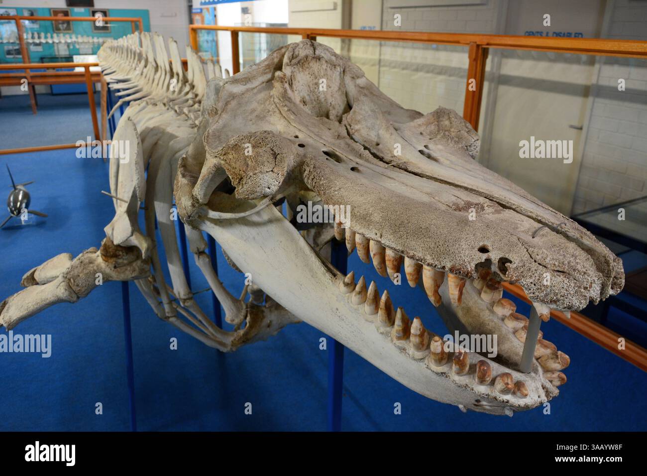 Blackfish nsw hi-res stock photography and images - Alamy