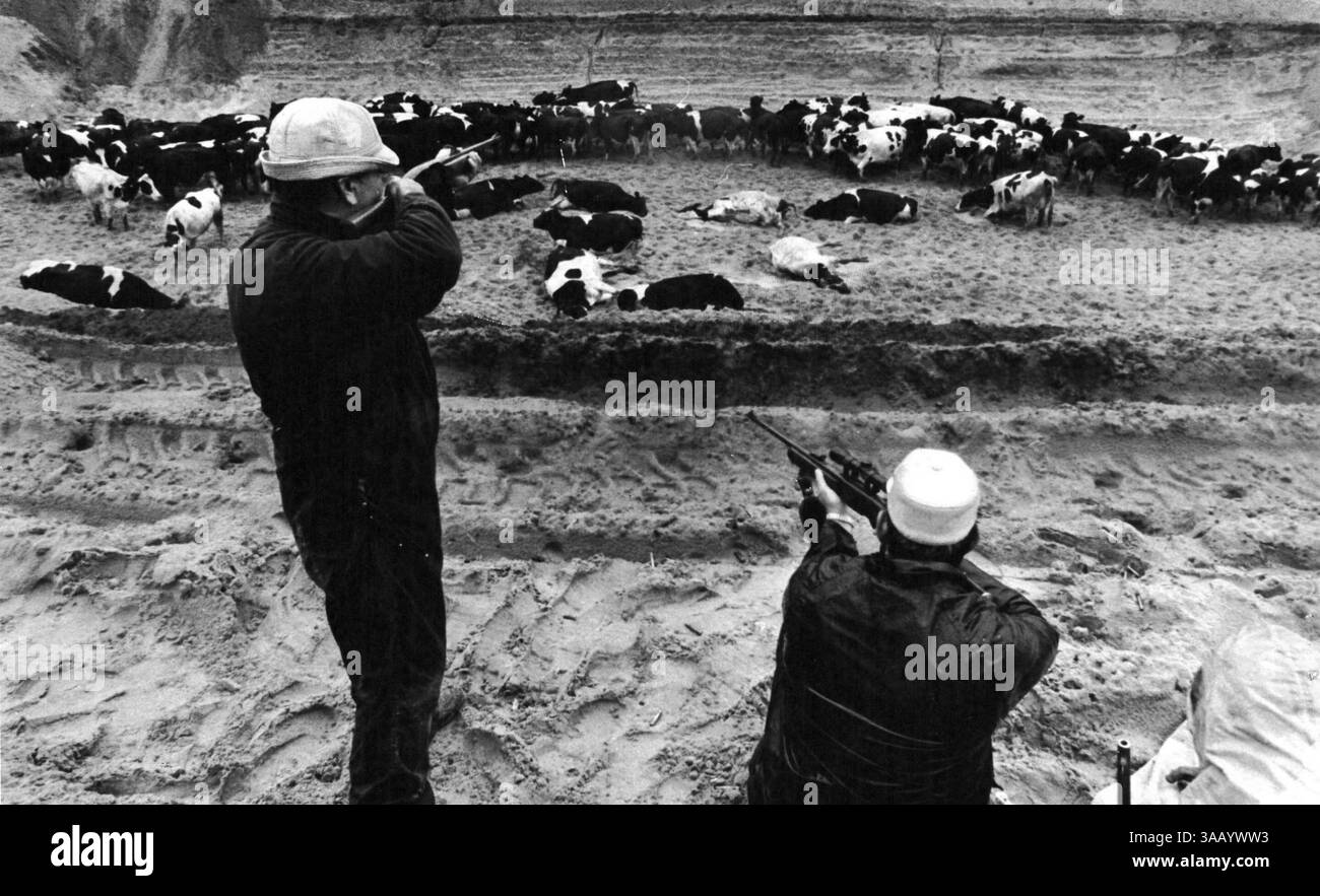 June 7, 2018 - Michigan, U.S. - Cows sick from eating cattle feed laced ...