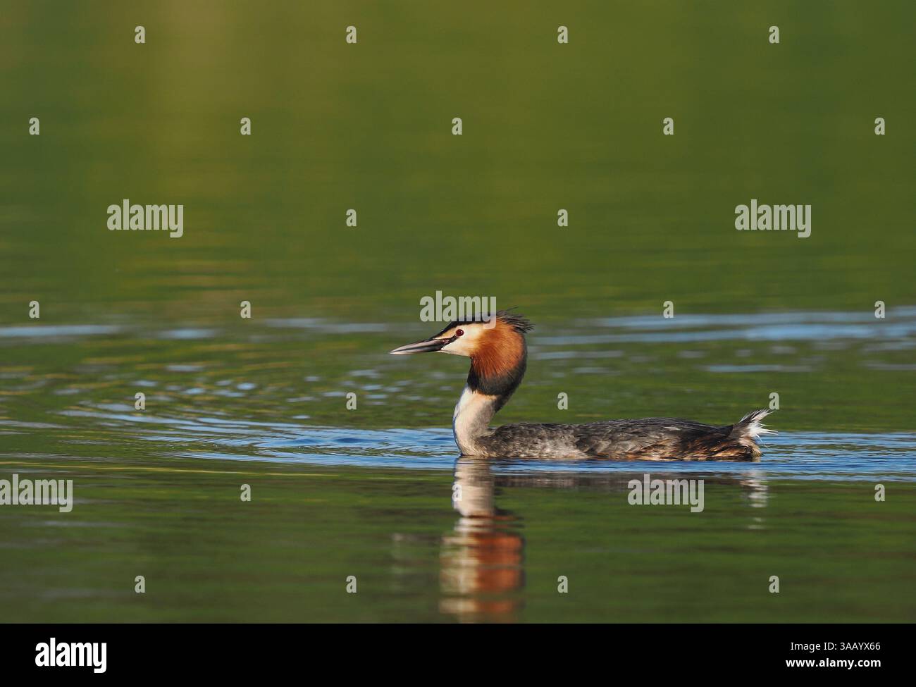 Still pre nesting on April 1st 2025, pairing, nest building bonding ...