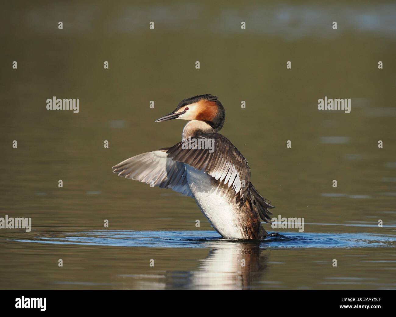 Still pre nesting on April 1st 2025, pairing, nest building bonding ...