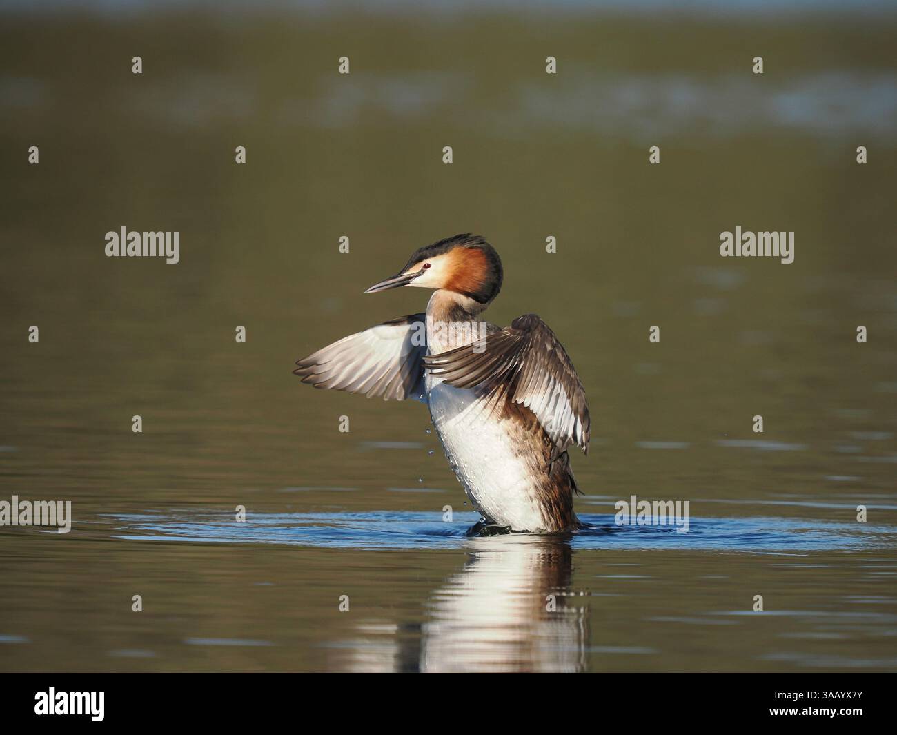 Still pre nesting on April 1st 2025, pairing, nest building bonding ...