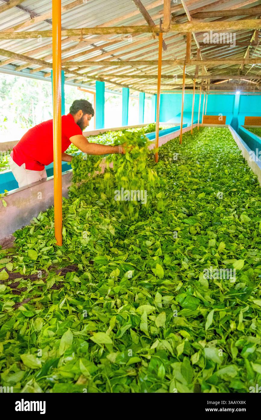 Sri Lanka, Southern Province, Handunugoda Tea Estate, tea plantation ...