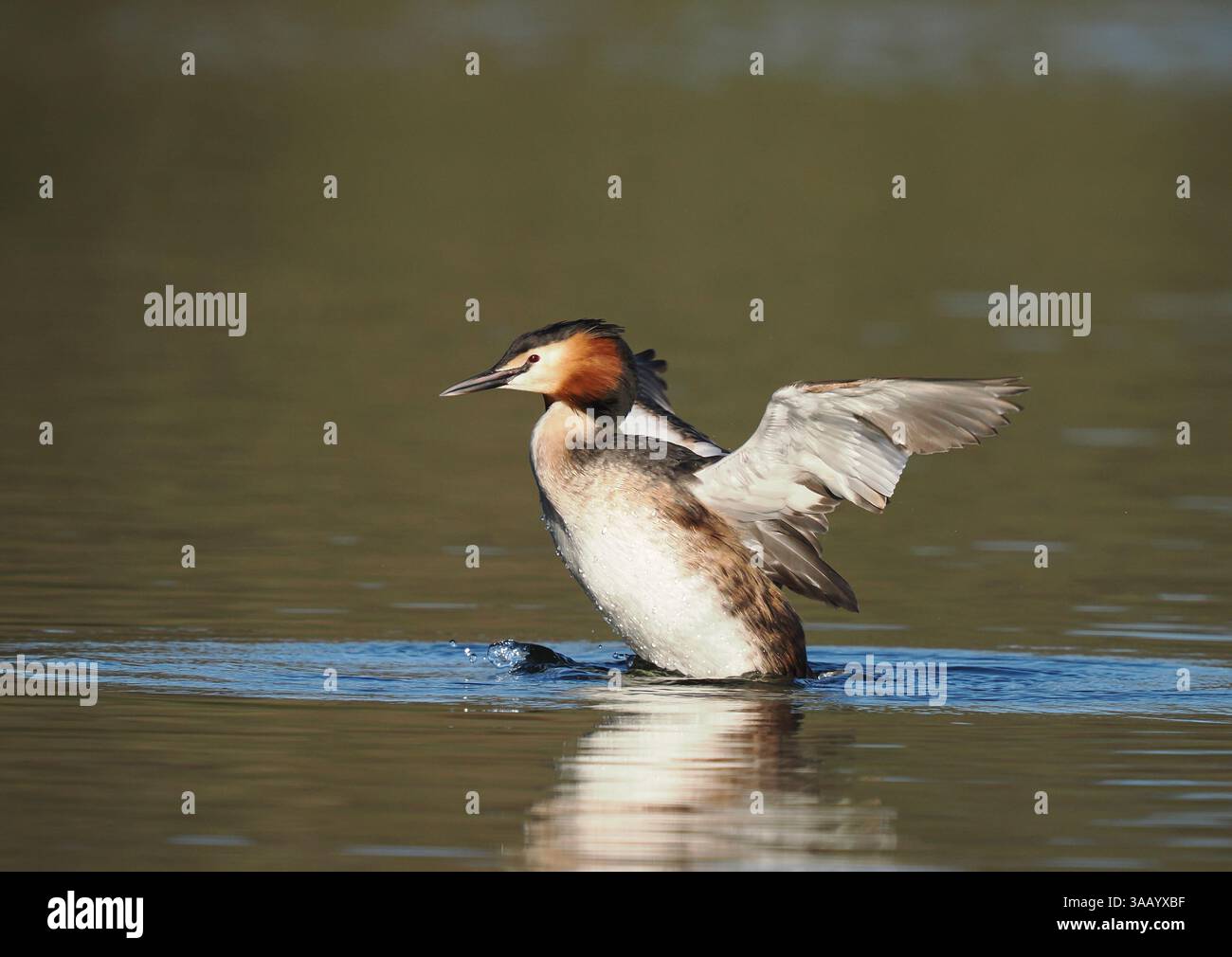Still pre nesting on April 1st 2025, pairing, nest building bonding ...
