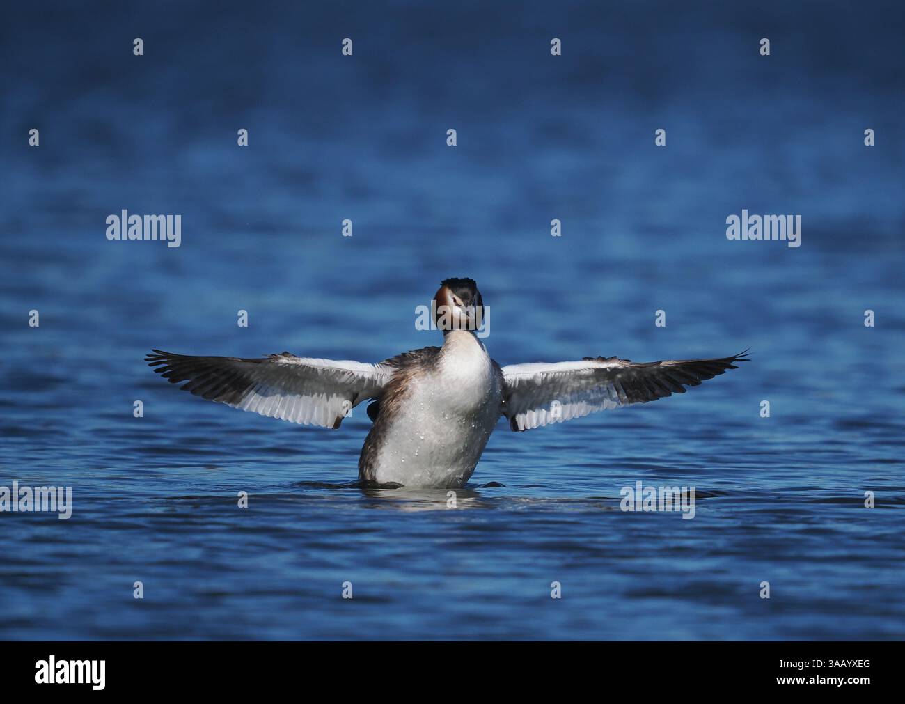 Still pre nesting on April 1st 2025, pairing, nest building bonding ...