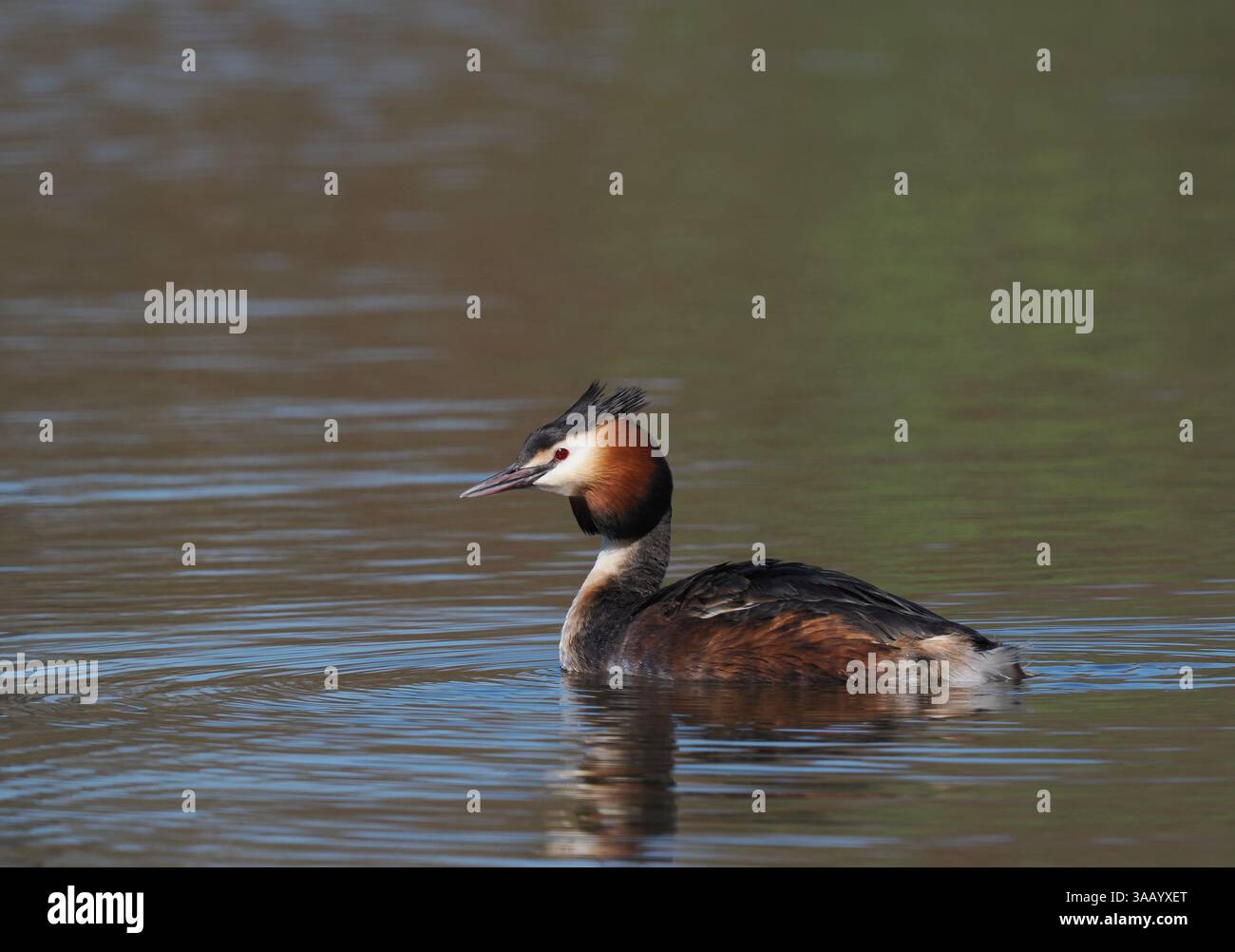 Still pre nesting on April 1st 2025, pairing, nest building bonding ...
