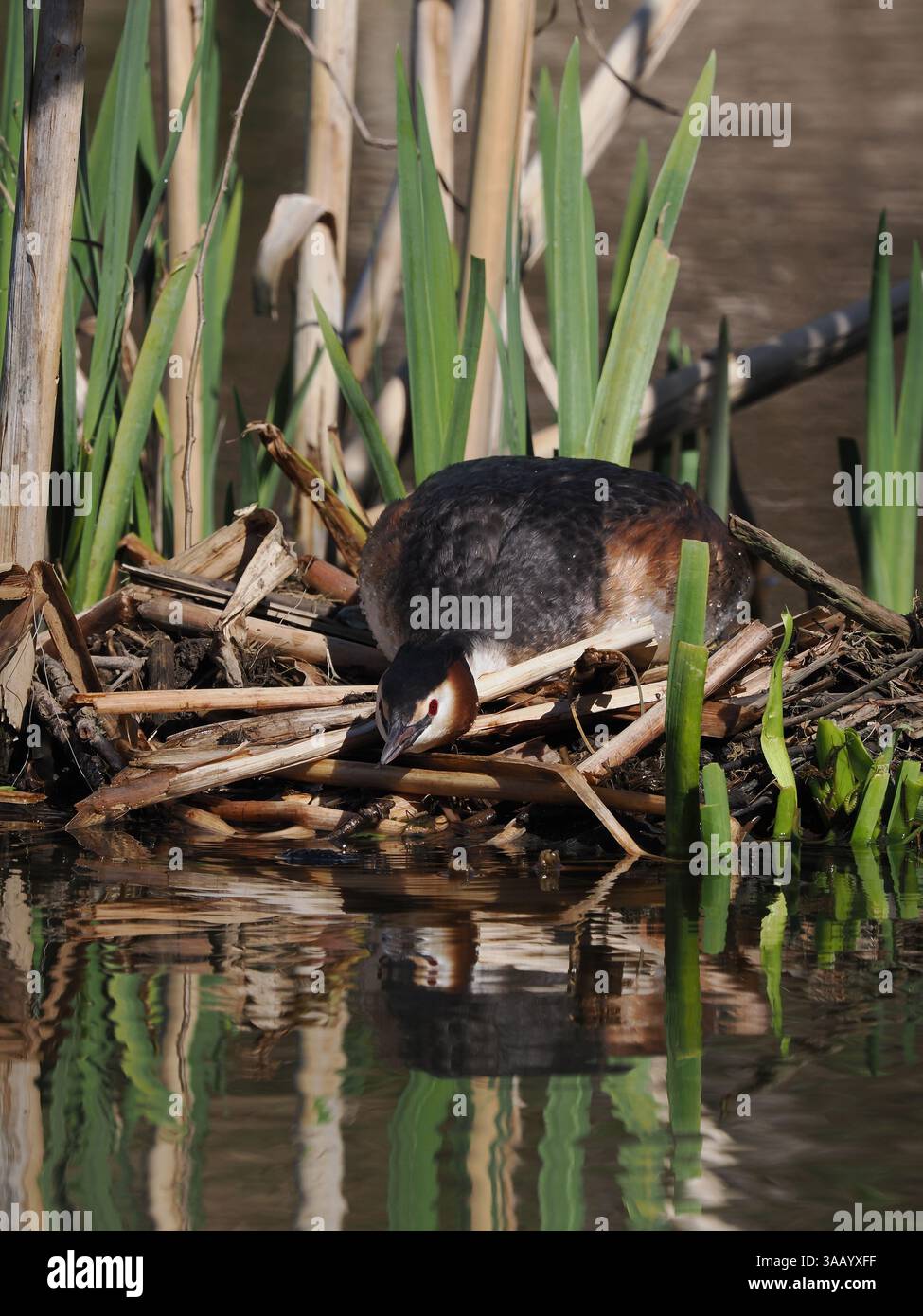 Still pre nesting on April 1st 2025, pairing, nest building bonding ...