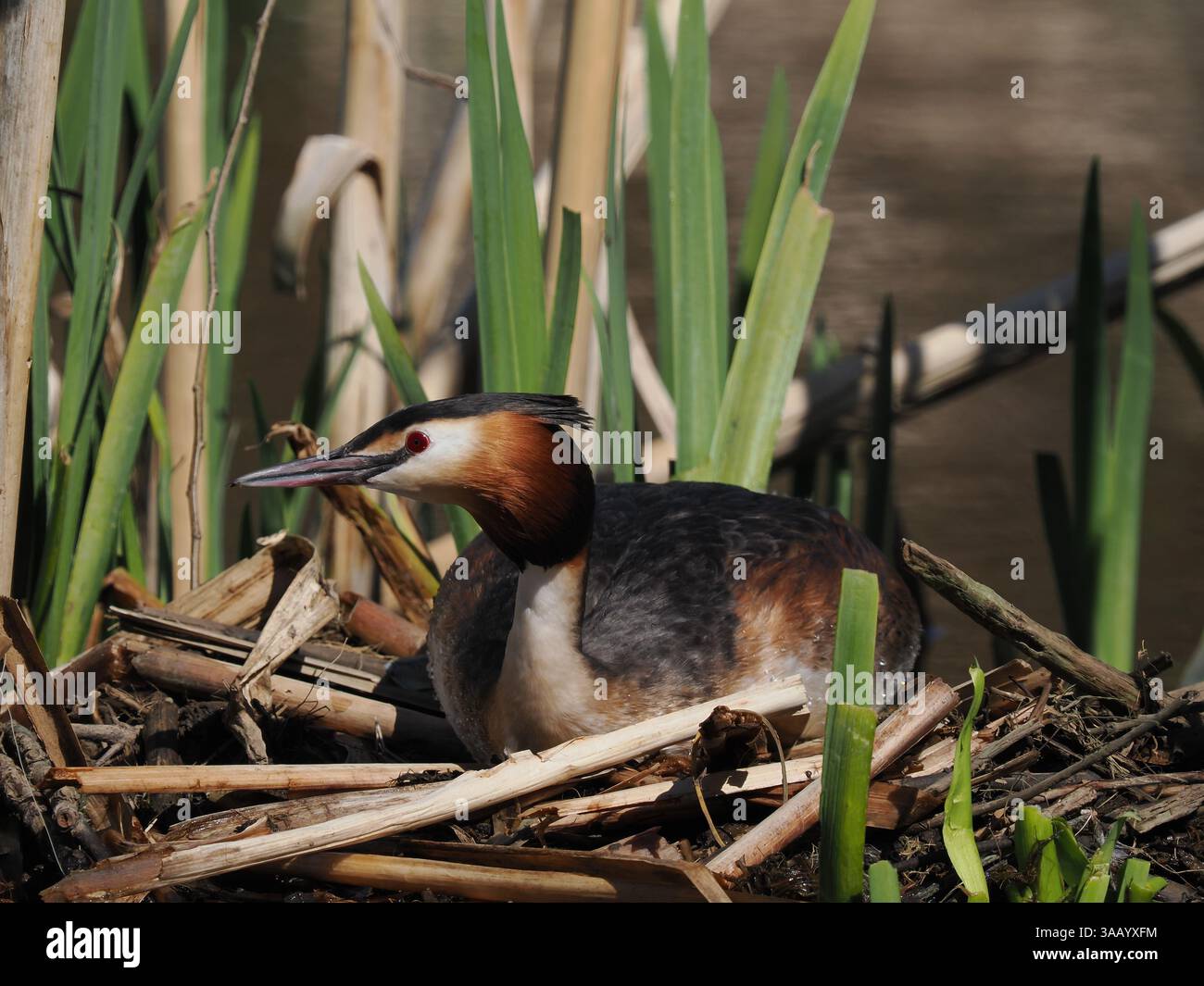 Still pre nesting on April 1st 2025, pairing, nest building bonding ...
