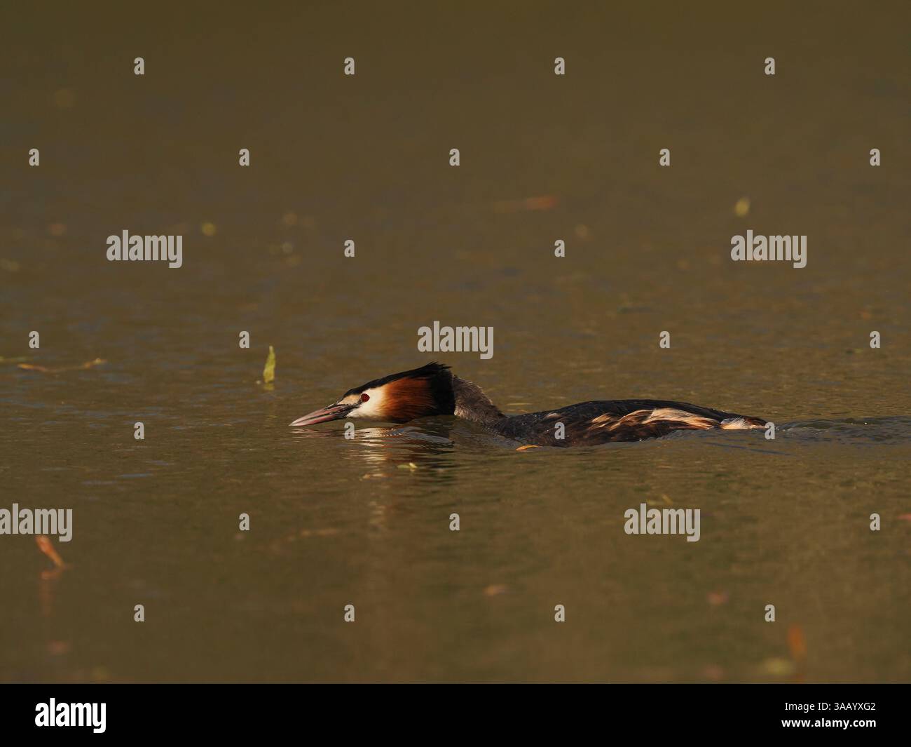 Still pre nesting on April 1st 2025, pairing, nest building bonding ...