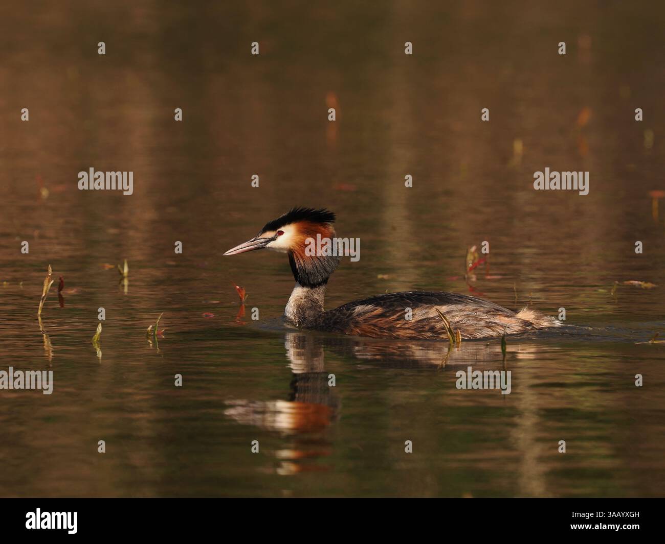 Still pre nesting on April 1st 2025, pairing, nest building bonding ...
