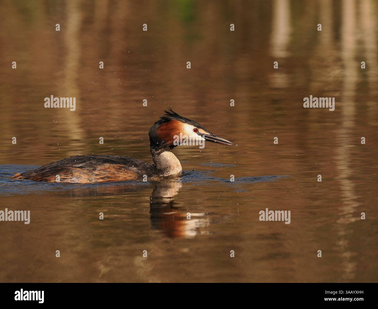 Still pre nesting on April 1st 2025, pairing, nest building bonding ...