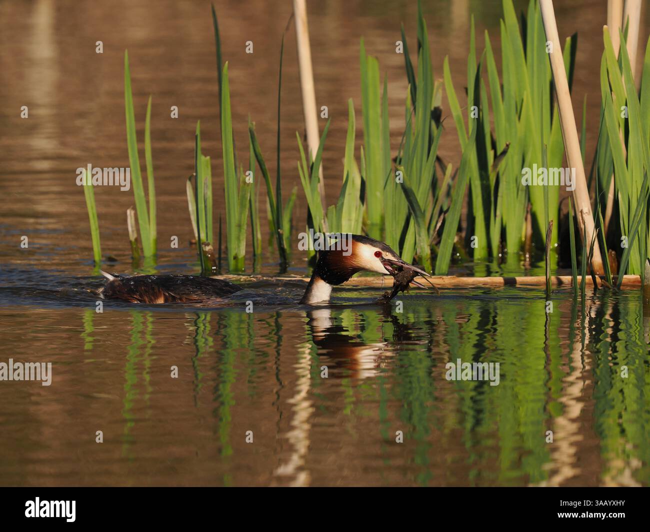 Still pre nesting on April 1st 2025, pairing, nest building bonding ...