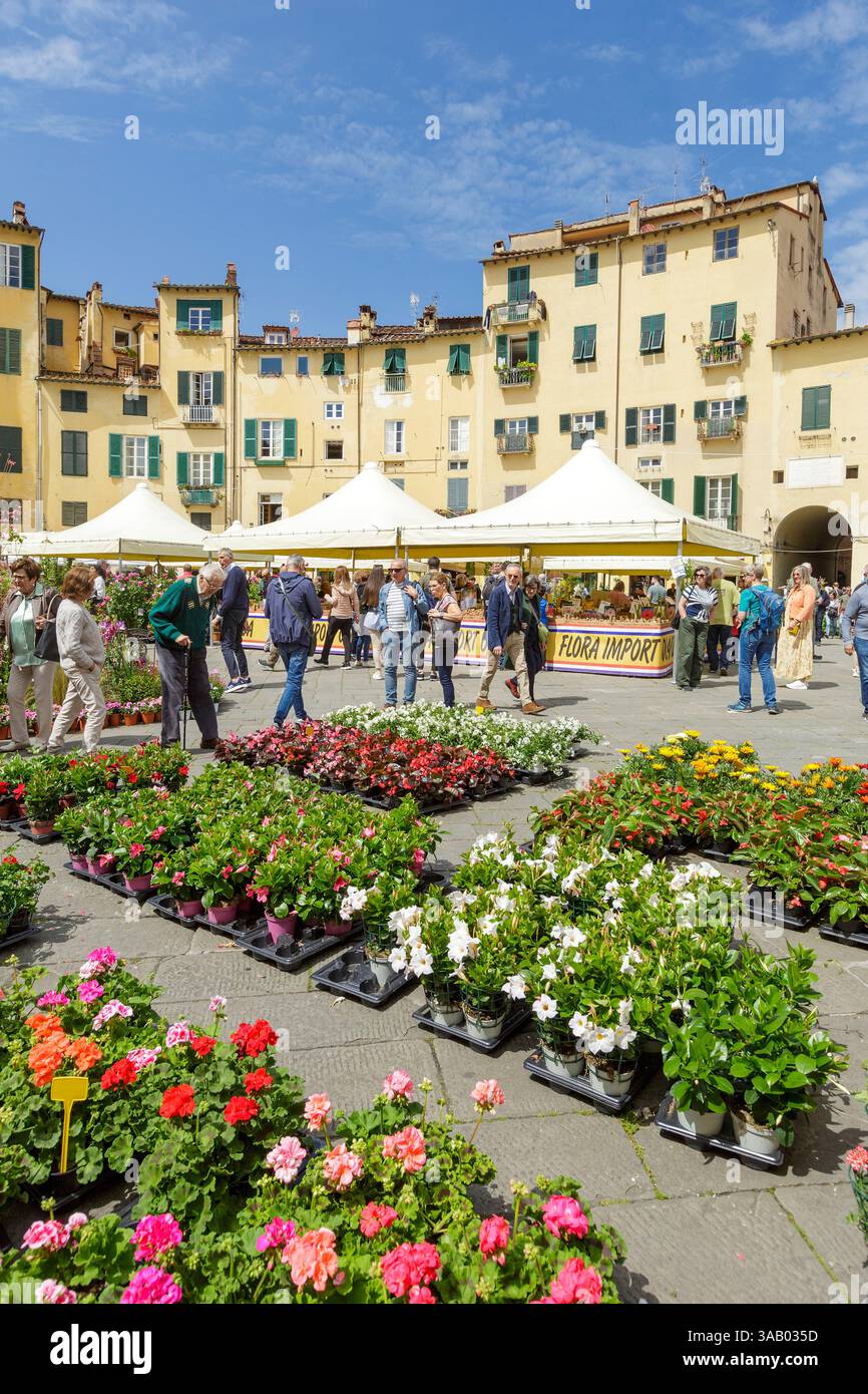 Italy, Tuscany, Lucca province, Lucca, market on piazza dell ...