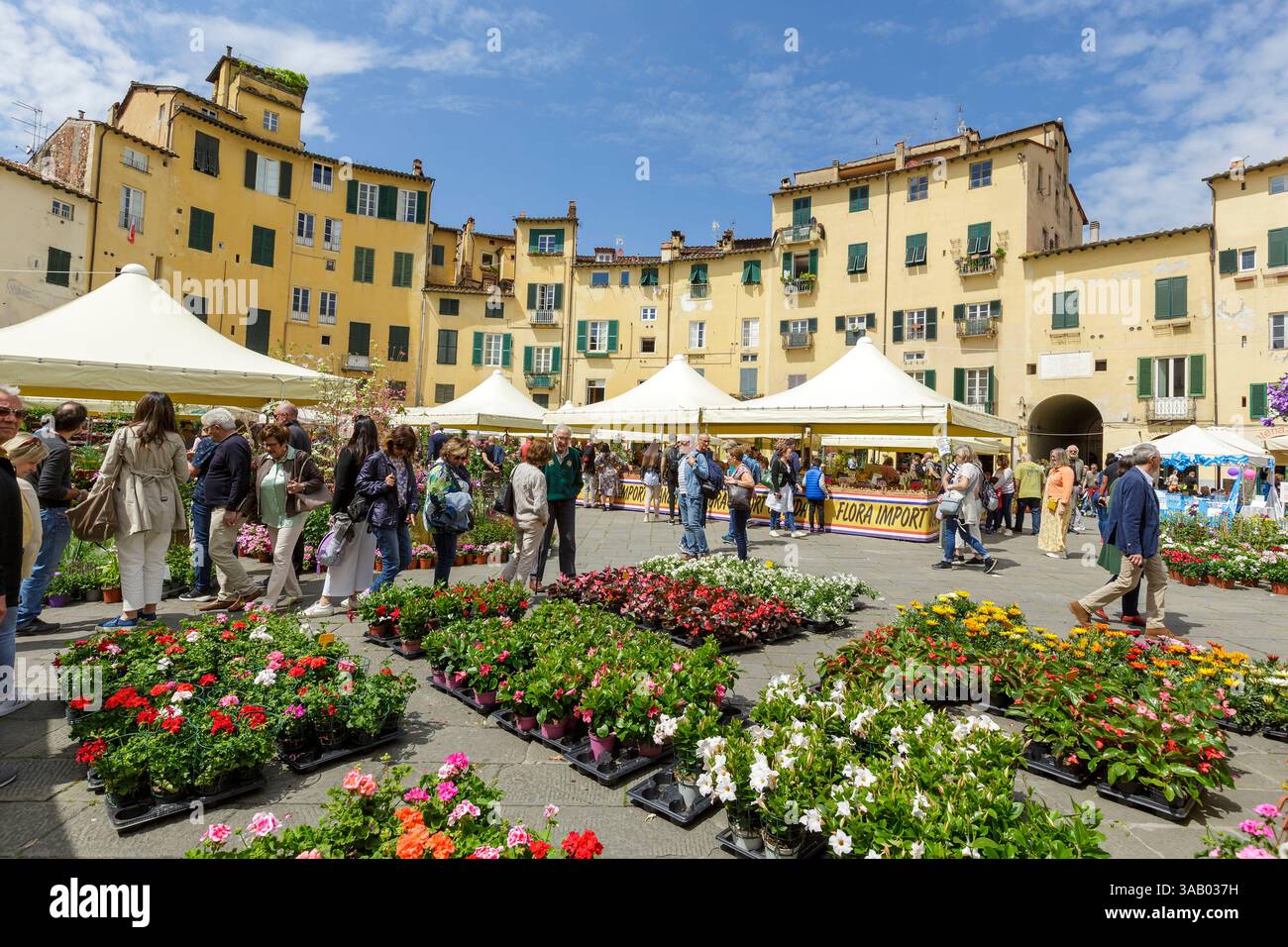 Italy, Tuscany, Lucca province, Lucca, market on piazza dell ...